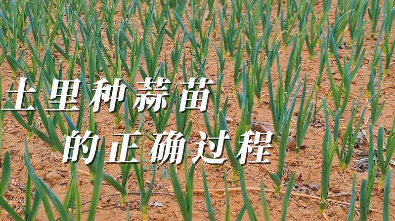 土里种蒜苗的正确过程