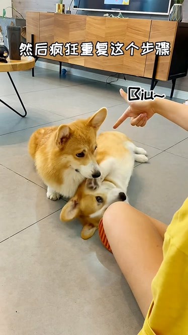 论小狗狗的模仿能力能有多强?