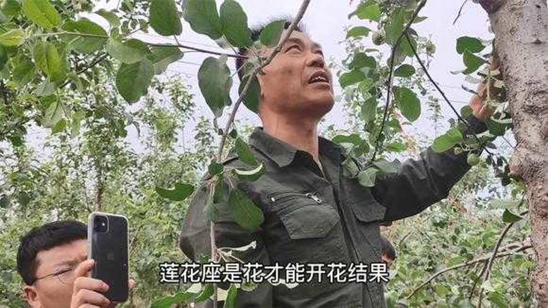 唐老师苹果树夏季管理提问与实践