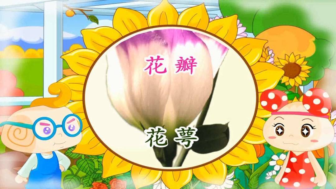 幼儿自然探索 第67集 植物的花