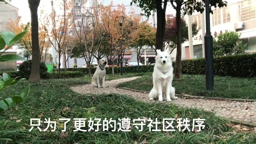 养狗和养小孩一样,行为习惯训练是狗狗在城市里的生存安全教育