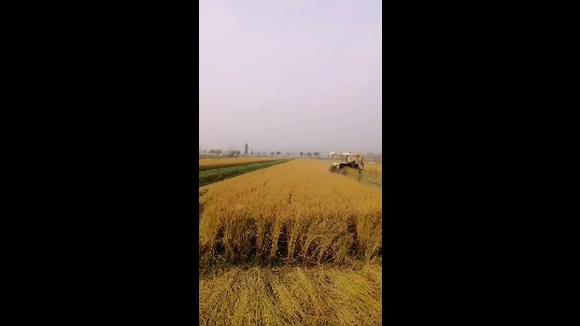 你们那也是这样收割稻子了吗?不用手工割 真方便了