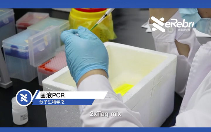 "分子之巅:菌液PCR,生物研究的利器!"
