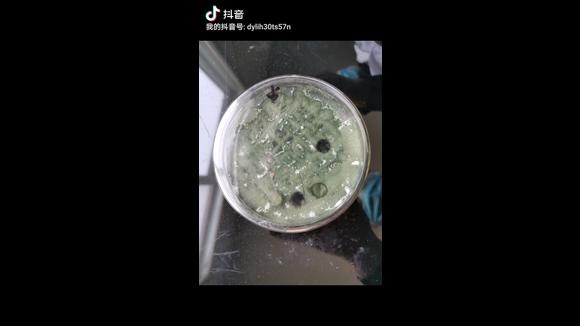 作物有害病毒与有益菌做拮抗实验
