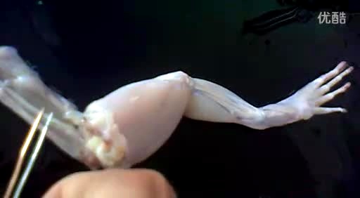 刺激牛蛙坐骨神经