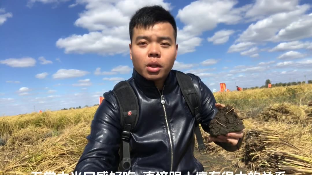 五常大米为什么好吃?原来是因为稻田里有一米多深厚的河套黑土层