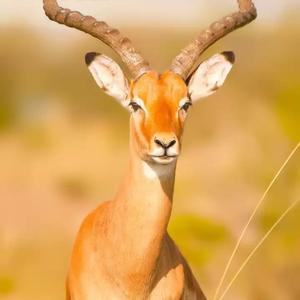 世界卡车模拟无限金币版 