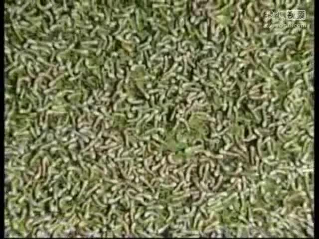 养蚕的注意事项 养蚕视频教程