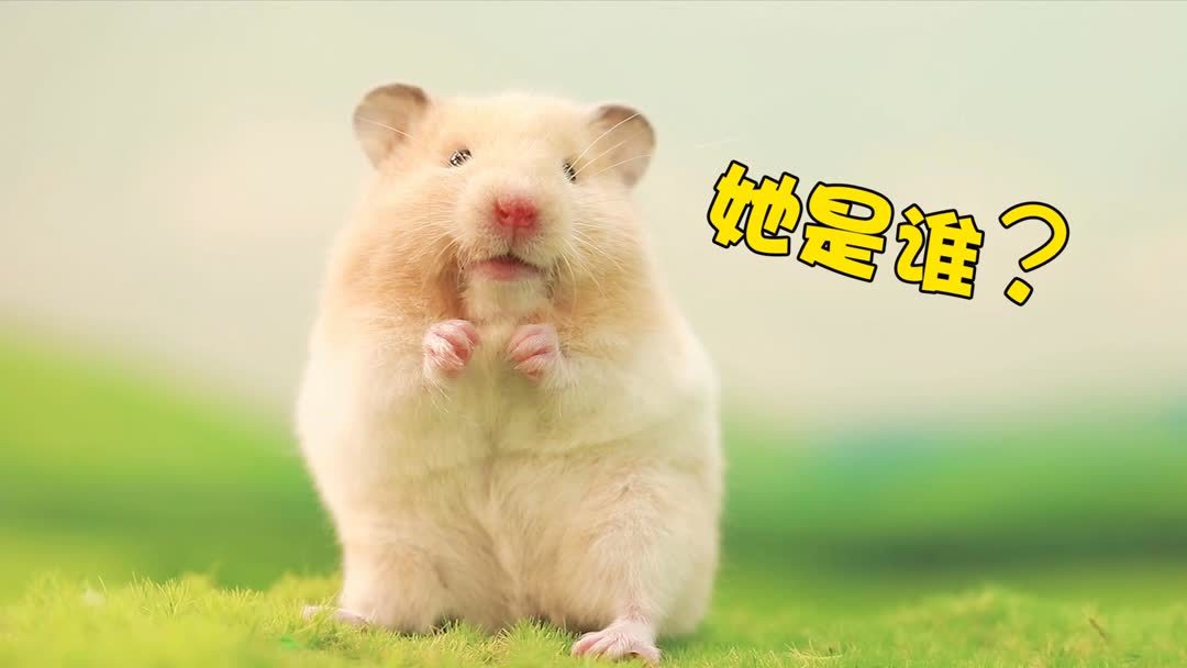 主人出差几天回来,宠物马上与他保持距离,仓鼠的记忆全靠气味?