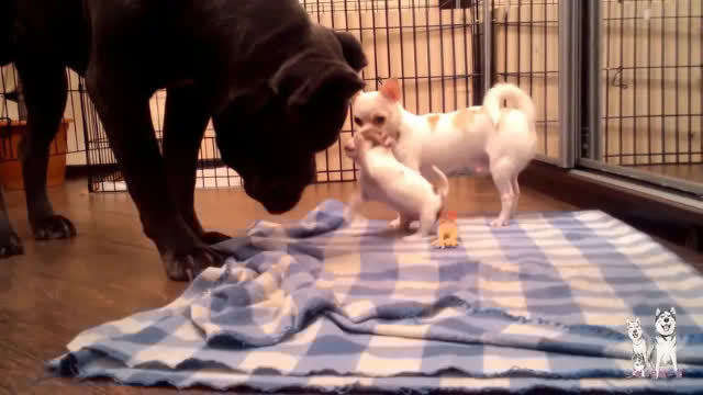 刚抱回来的小吉娃娃敢和卡斯罗打架,网友真是初生牛犊不怕虎