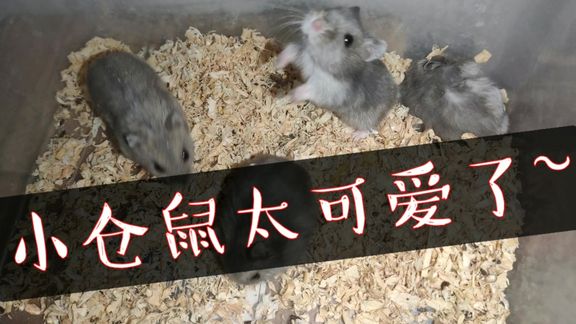 1只小仓鼠在角落里睡觉,另外4只小仓鼠在蹦迪,又吵又可爱萌死了