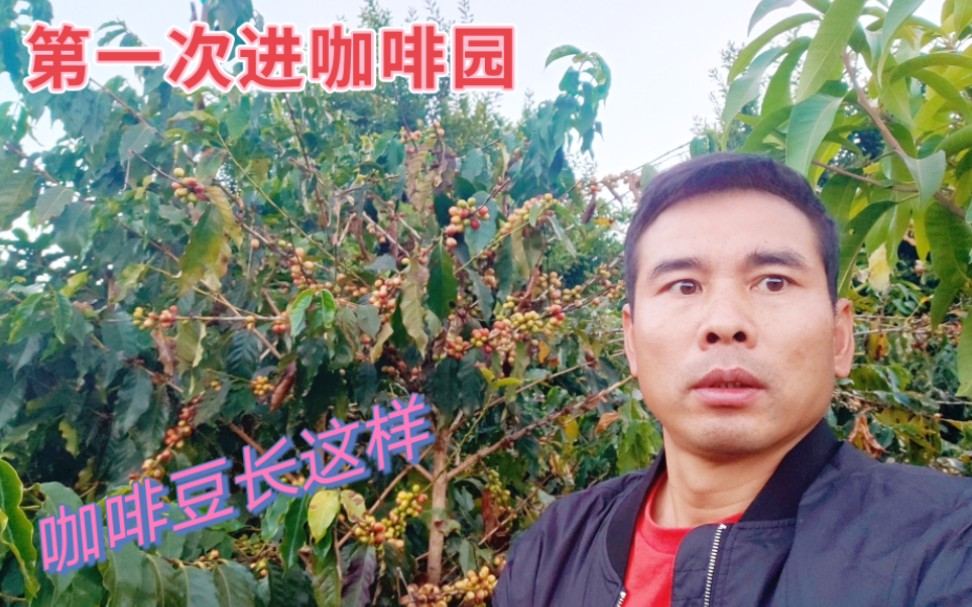 三哥自驾到云南,第一次见到咖啡树,这产量太高了树都压弯
