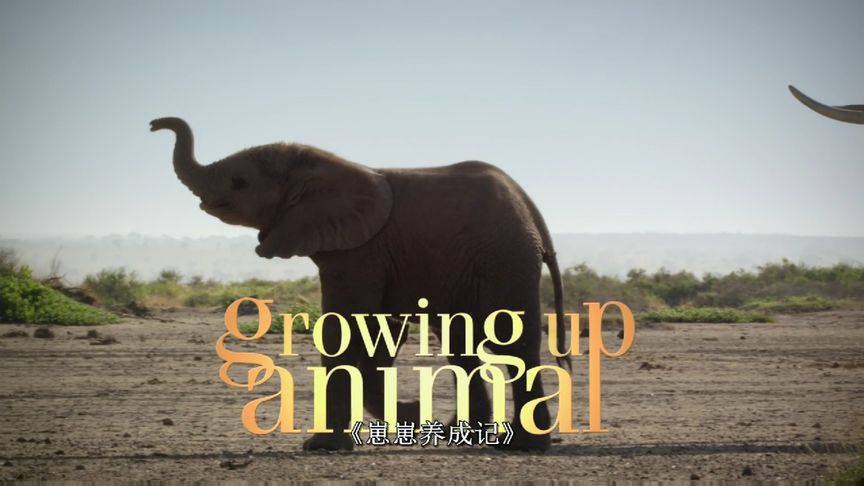 动物世界之宝宝成长记(大象篇)