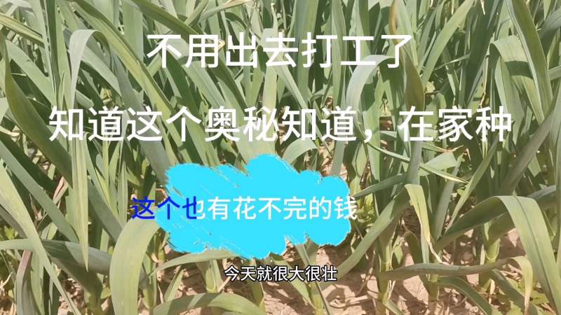 农民伯伯的福音,在家种地种好了也有花不完的钱!不妨看看吧