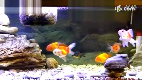 成品鱼缸的过滤改造-底砂过滤