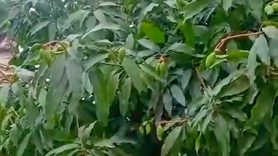 其实这棵芒果树是这样子的。