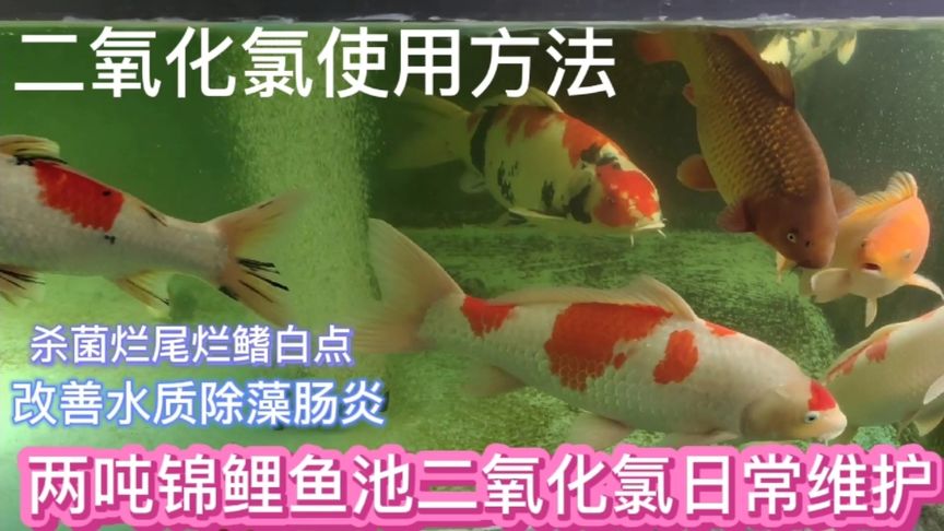 养锦鲤二氧化氯维护正确使用方法,鱼儿更健康