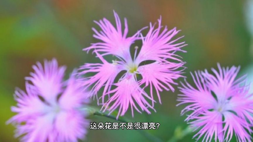 这么漂亮的花是什么植物呢?它有什么药用价值呢?