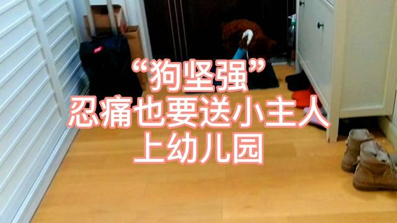“狗坚强”受伤四天了,每天都要坚持到门口目送小主人上幼儿园