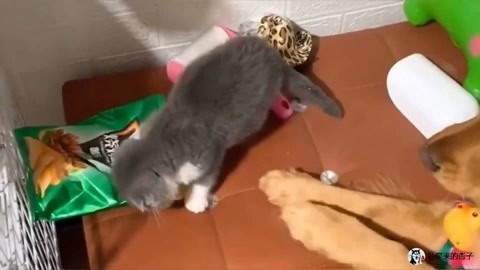 狗狗翠花虽然很馋想吃,但是有孔融让梨的美德!