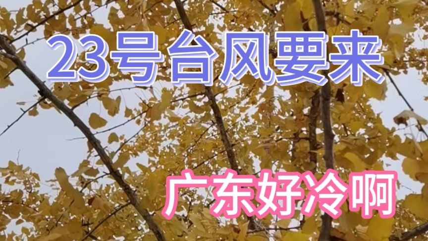 23号台风要来了,好大的风,在广东冷的要烤火!