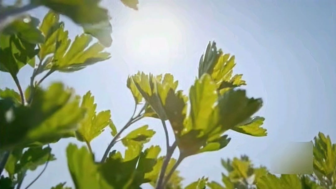 随处可见的艾草功效非凡