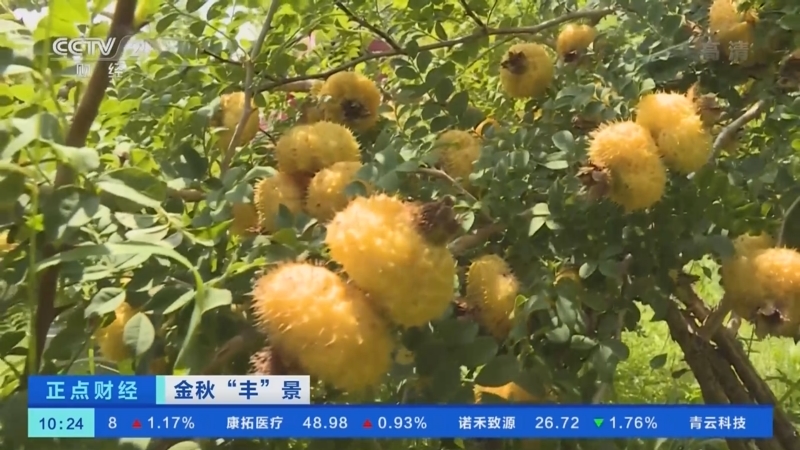 [正点财经]金秋“丰”景 贵州六盘水:40多万亩刺梨喜获丰收