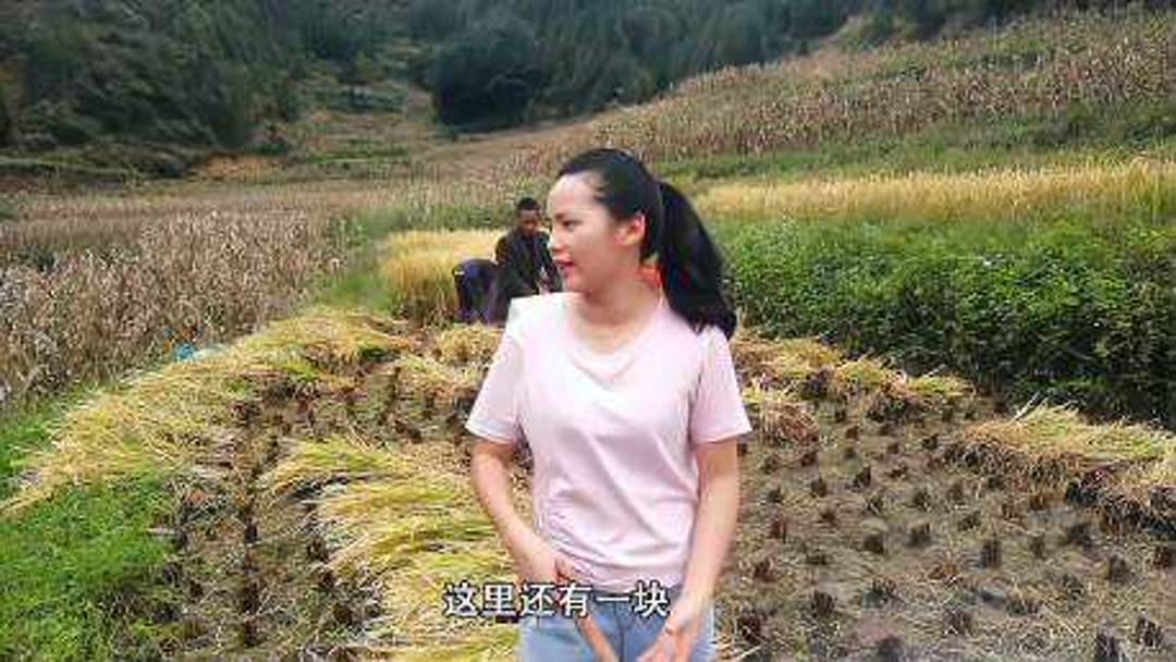 vlog:丈母娘这样收稻谷,女婿第一次见,啥不会老婆手把手教