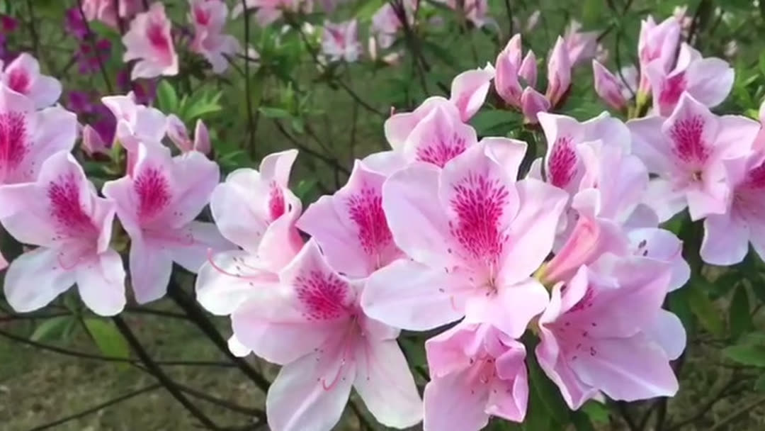 赏花正当时!佛山新城各种花儿竞相开放