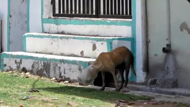 那些被援助组织救下的动物们,真是太幸运了