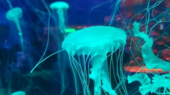 生命虽然短暂,却让人感受生物多样性带给世界的绚丽色彩。