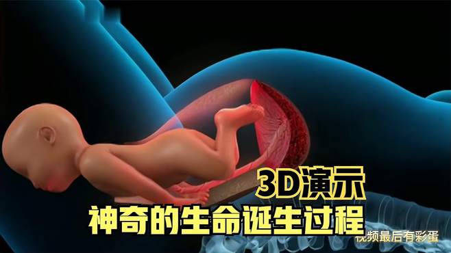 3D演示:小生命的诞生,神奇的过程,伟大的母爱!值得收藏