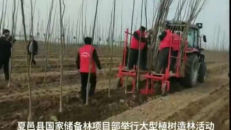 夏邑县国家储备林项目部大型植树活动举行