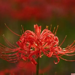 あちらきしはな 