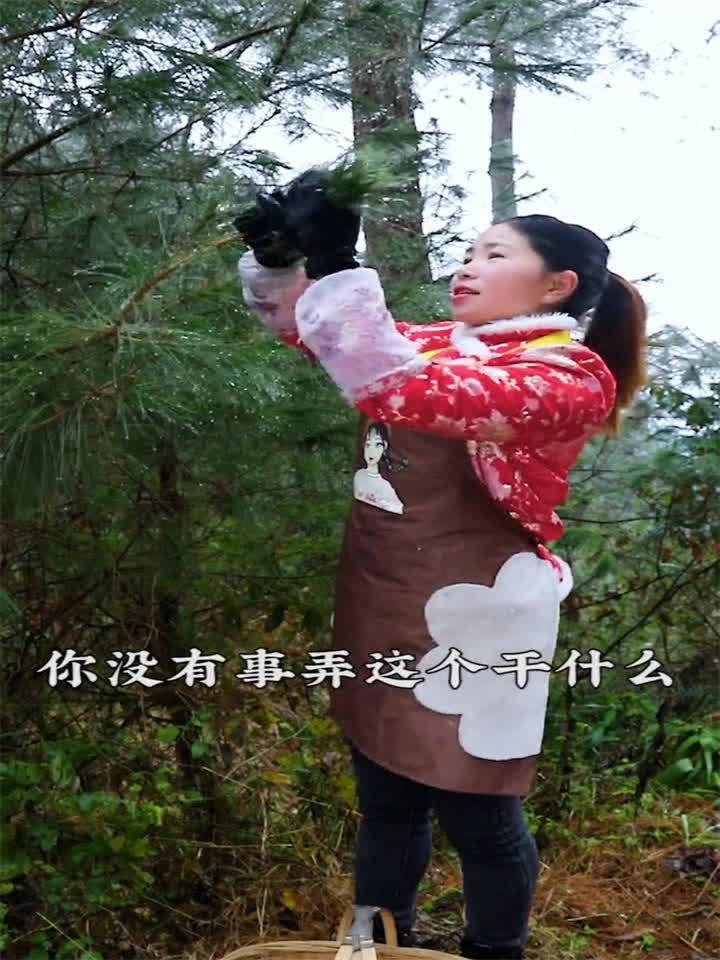 原来松毛也能做成美味的松针酒和松针茶