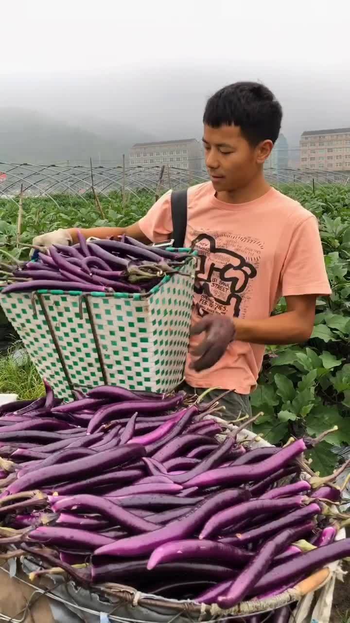农业需要一种全新的模式展现给大家信息化时代的农业未来可期农业(...