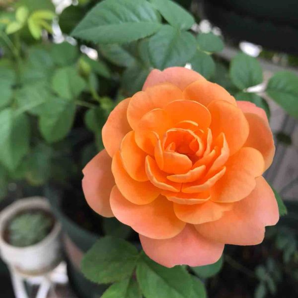 竹叶飘飘落下来 