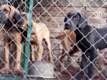 世界上最大的狗品种 大丹犬 幼犬