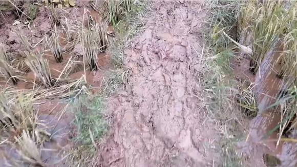 在家里割再生稻,老爸负责割我负责背,田间小路有点烂