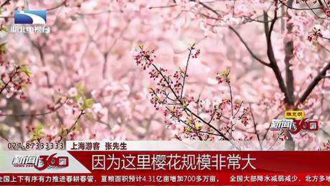湖北武汉:相约春天 樱花烂漫等君来