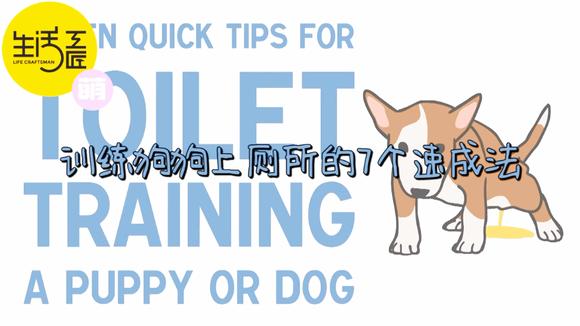汪星人养成记,7个速成法训练狗狗上厕所