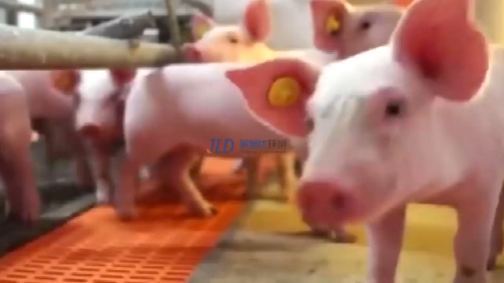 一分钟为你了解,养殖场/养猪场污水如何处理能达标排放。