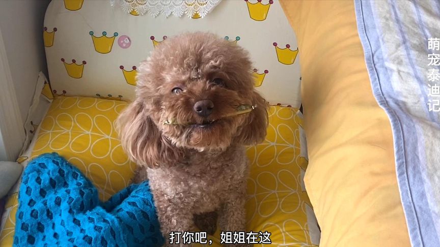 泰迪狗大早上就和主人吵架,竟然还有起床气,脾气大