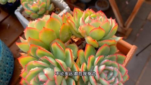 今天想说的话都在歌词里……喜欢养多肉的人都是热爱生活的人没错