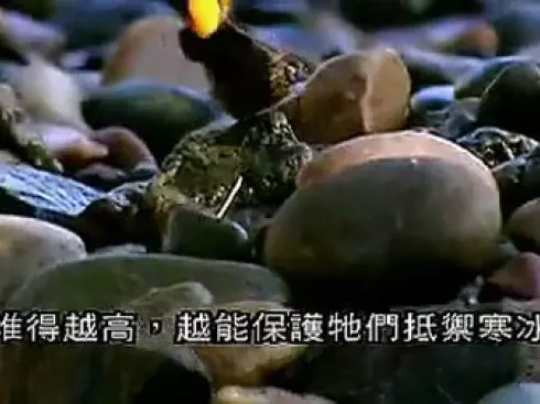 心理医生在线咨询分享进化心理学人的英勇行为