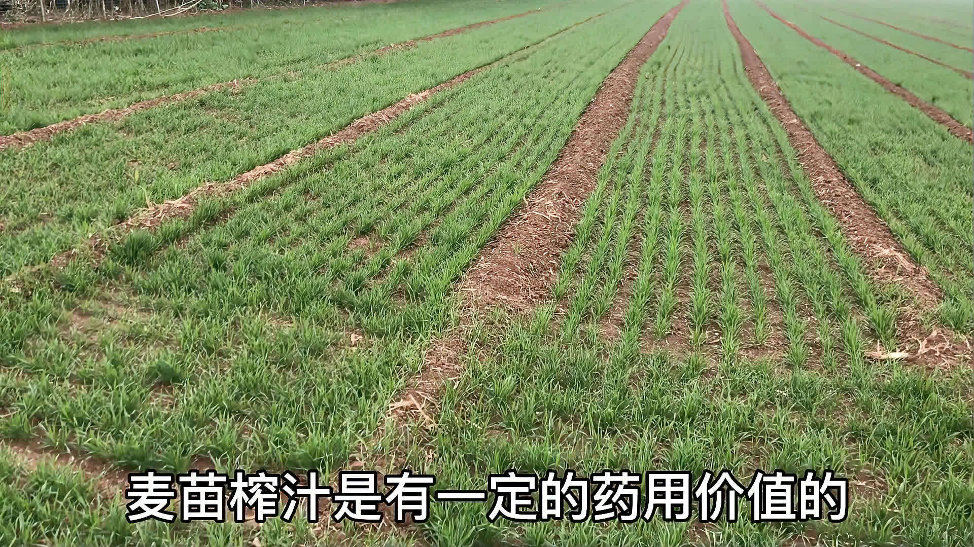 麦苗榨汁喝的妙用?什么样的麦苗最好?看完很受益