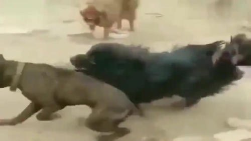 卡斯罗硬骑大藏獒,这卡斯罗很会打架,要是个头大点指定能赢!