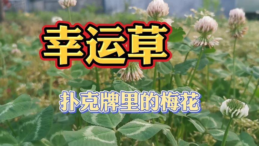 农村无杂草用好皆是宝,三叶草就是其中典型的代表,是一种幸运草
