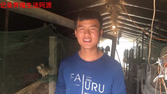 阿源养殖,小鸡育雏成活率百分百,看阿源是怎么做到的
