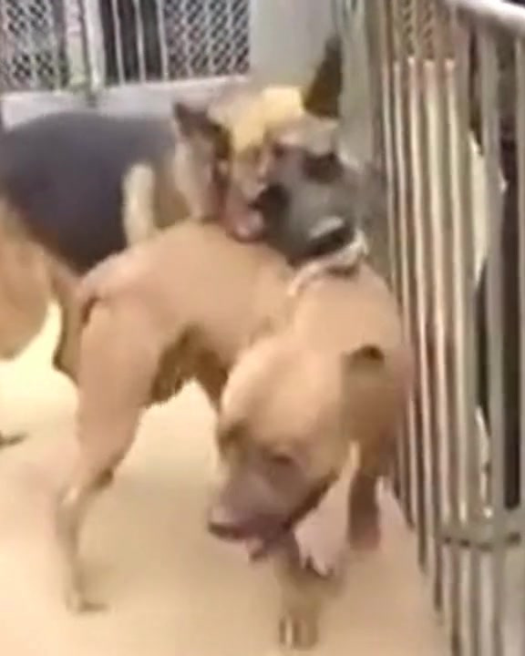 比特犬PK中国狼狗,中国狼狗这么彪悍,太牛了!